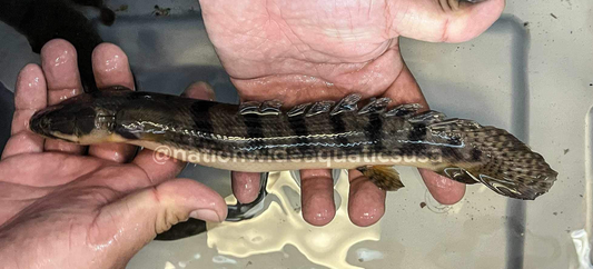 Bichirs – Nation Wide Aquatics