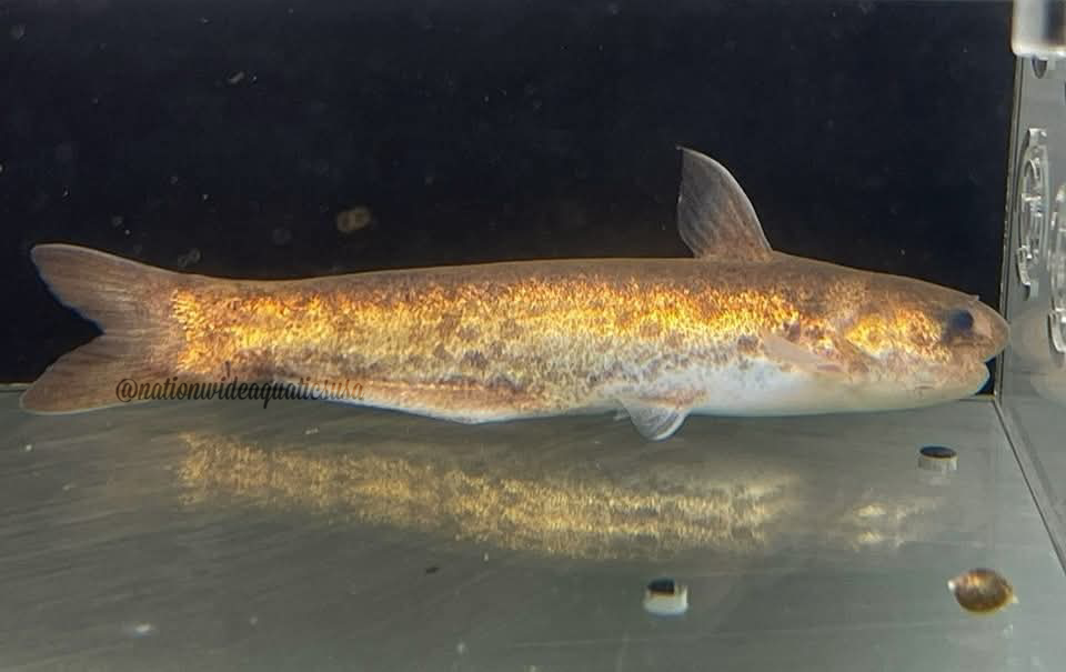 Cetopsis orinoco – Nation Wide Aquatics