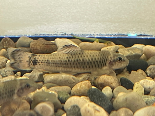 Cory's and Catfish – Nation Wide Aquatics